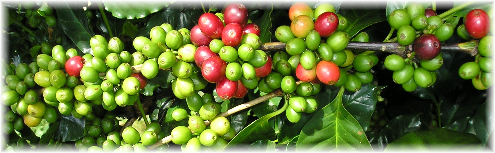 Griffonia Simplicifolia - Bien Etre Naturel