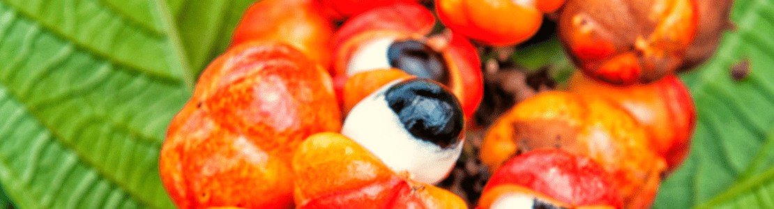 Guarana - Bien Etre Naturel