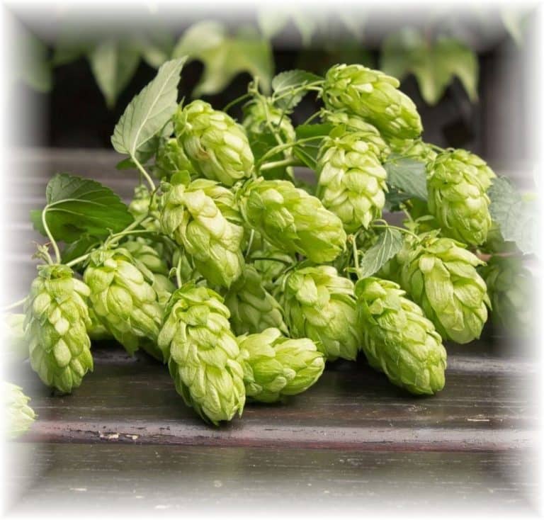 Houblon et ménopause - Bien Etre Naturel