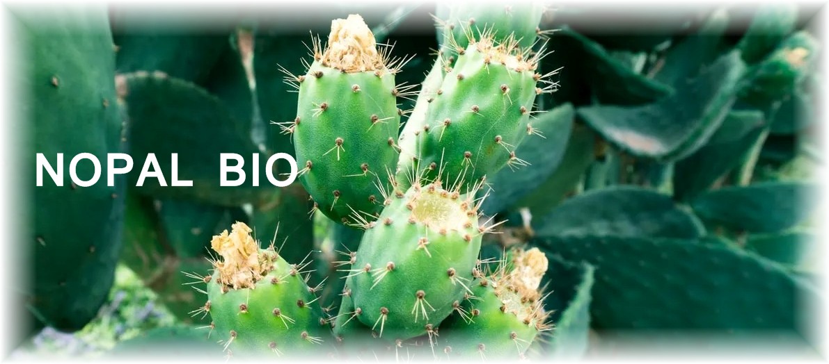 Nopal Bio - Bien Etre Naturel