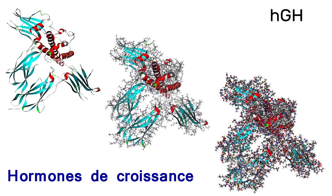 Précurseur GH - Bien Etre Naturel